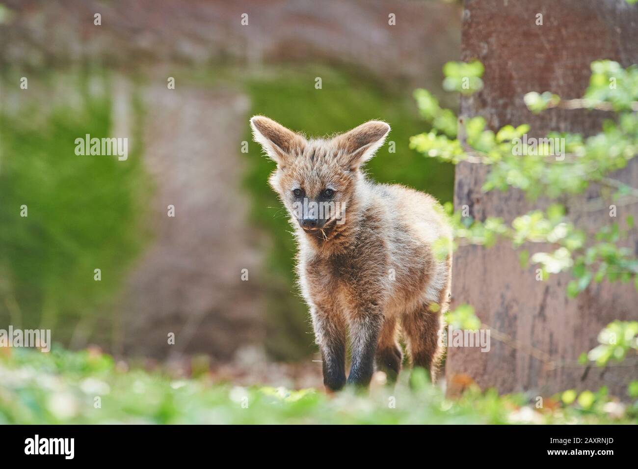 Maned wolf, Chrysocyon brachyurus, young, walking, frontal Stock Photo ...
