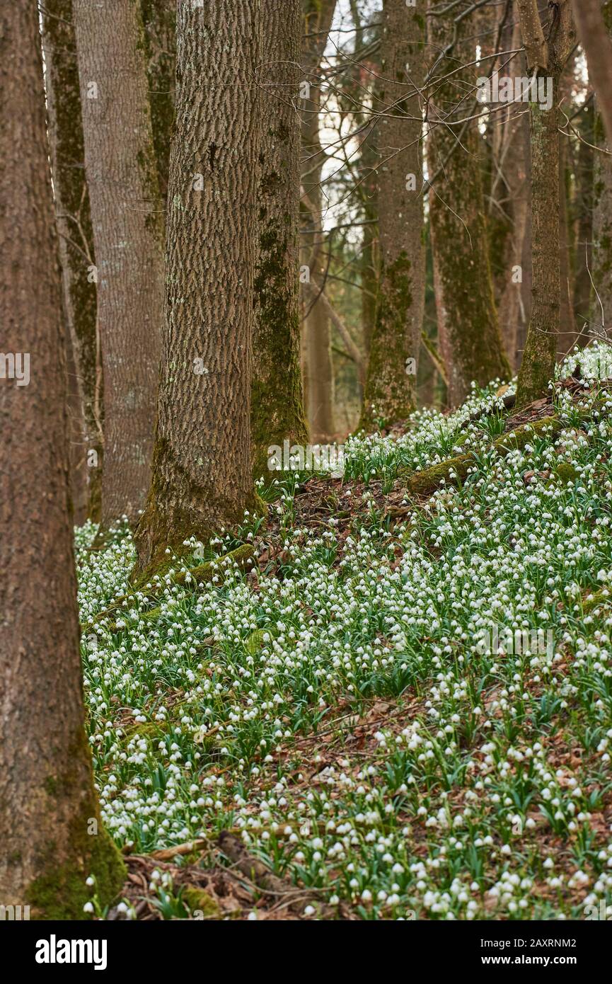 spring snowflake, Leucojum vernum, forest landscape, forest ground ...