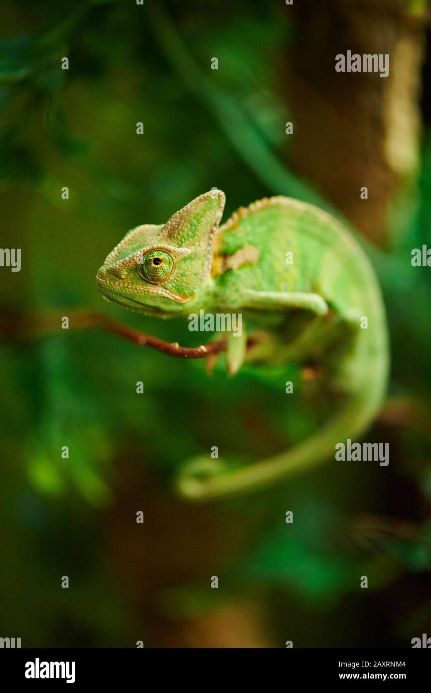 Yemen chameleons hi-res stock photography and images - Alamy