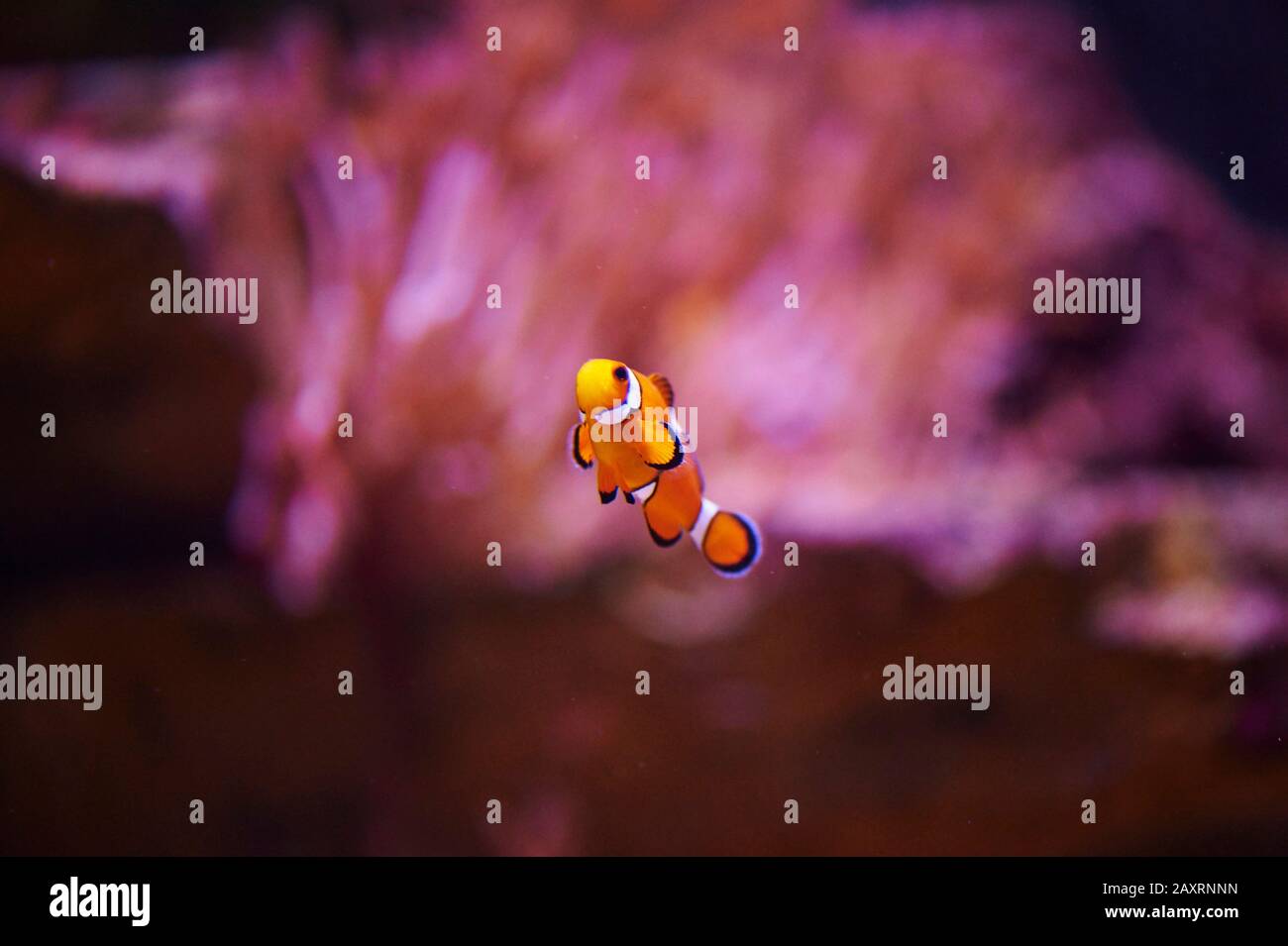 Orange clownfish or percula clownfish (Amphiprion percula), sideways ...