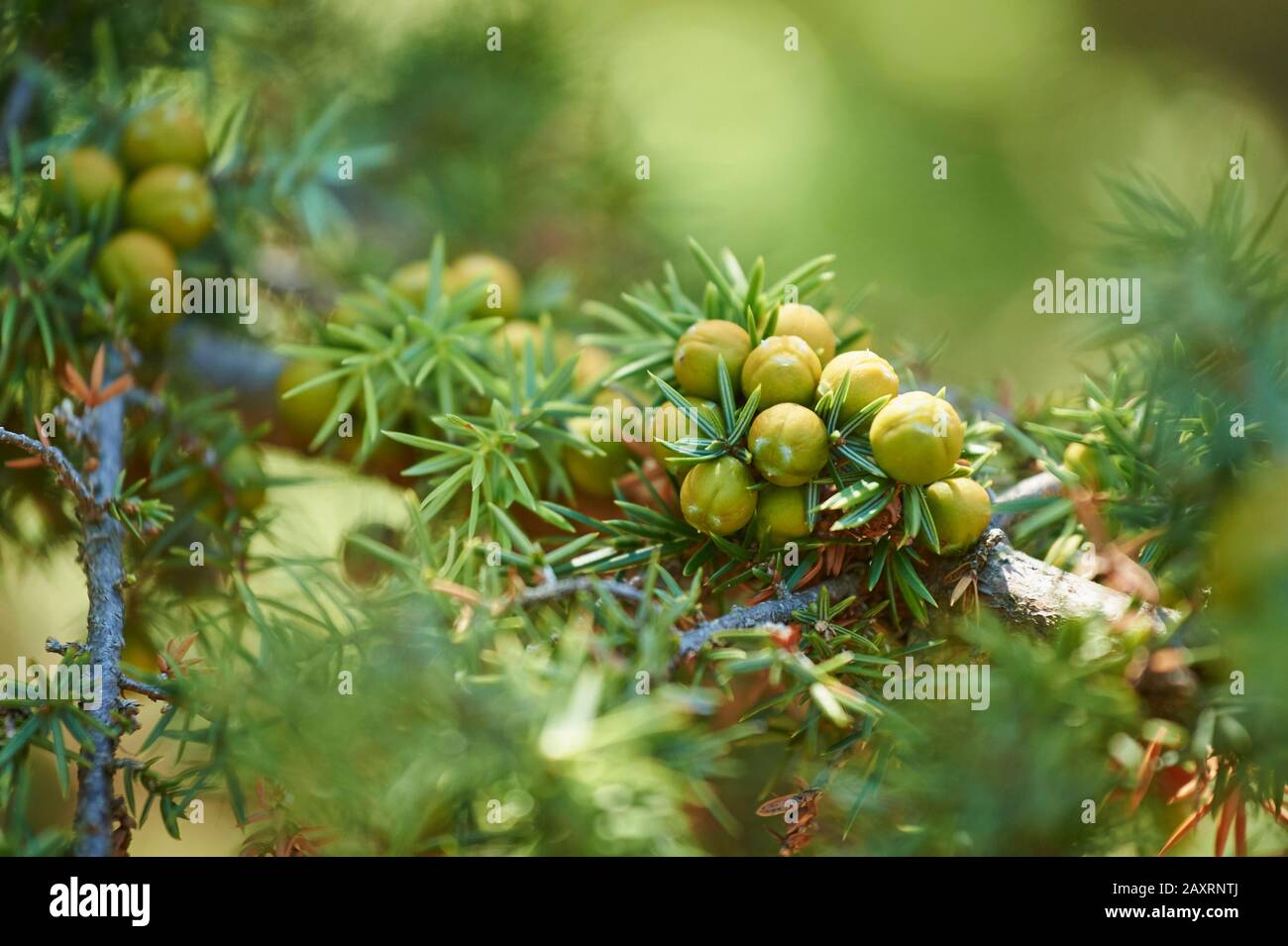 World flavours hi-res stock photography and images - Alamy