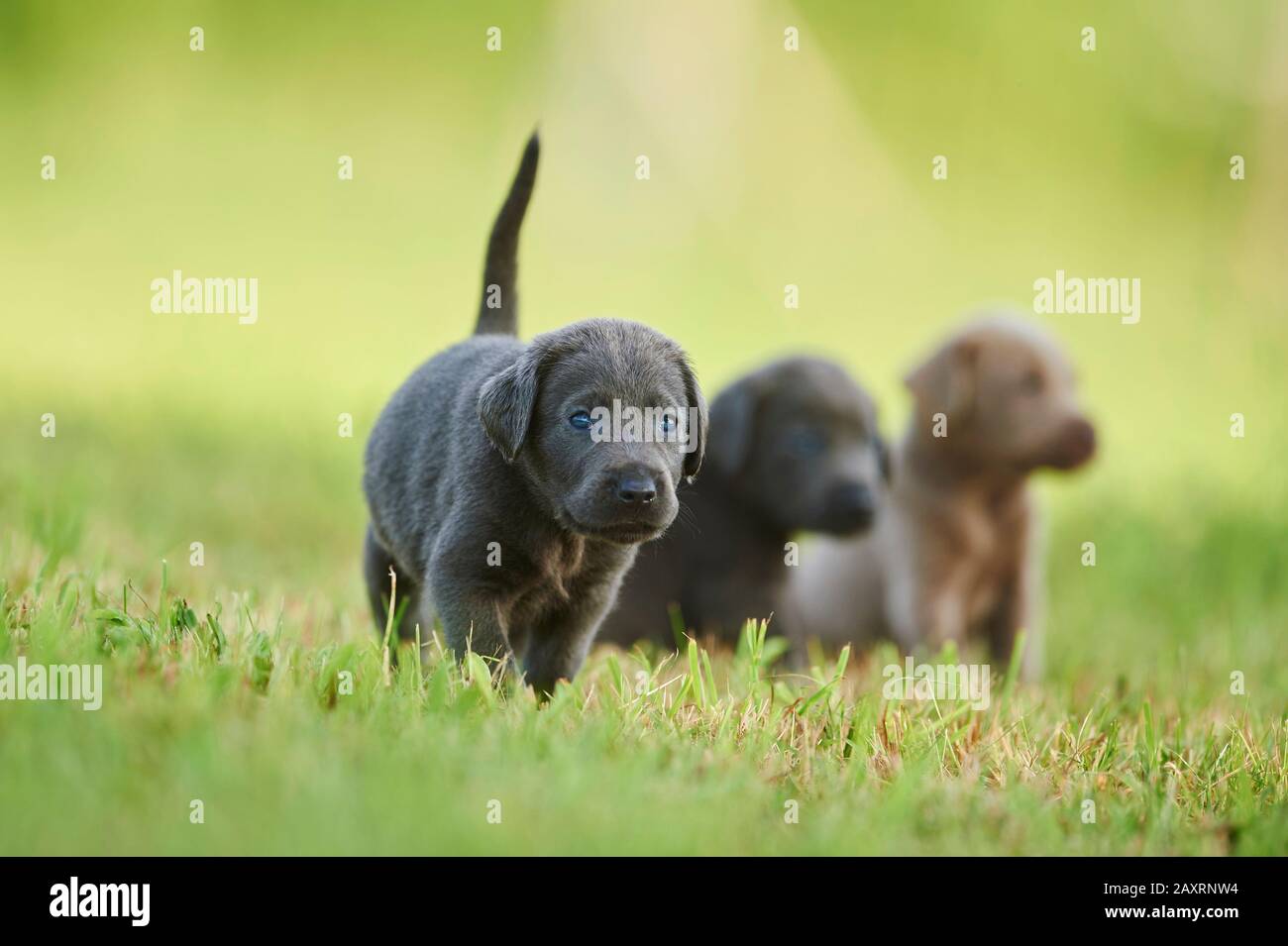 Labrador Retriever, chocolate brown, grey, puppies, meadow, frontal ...