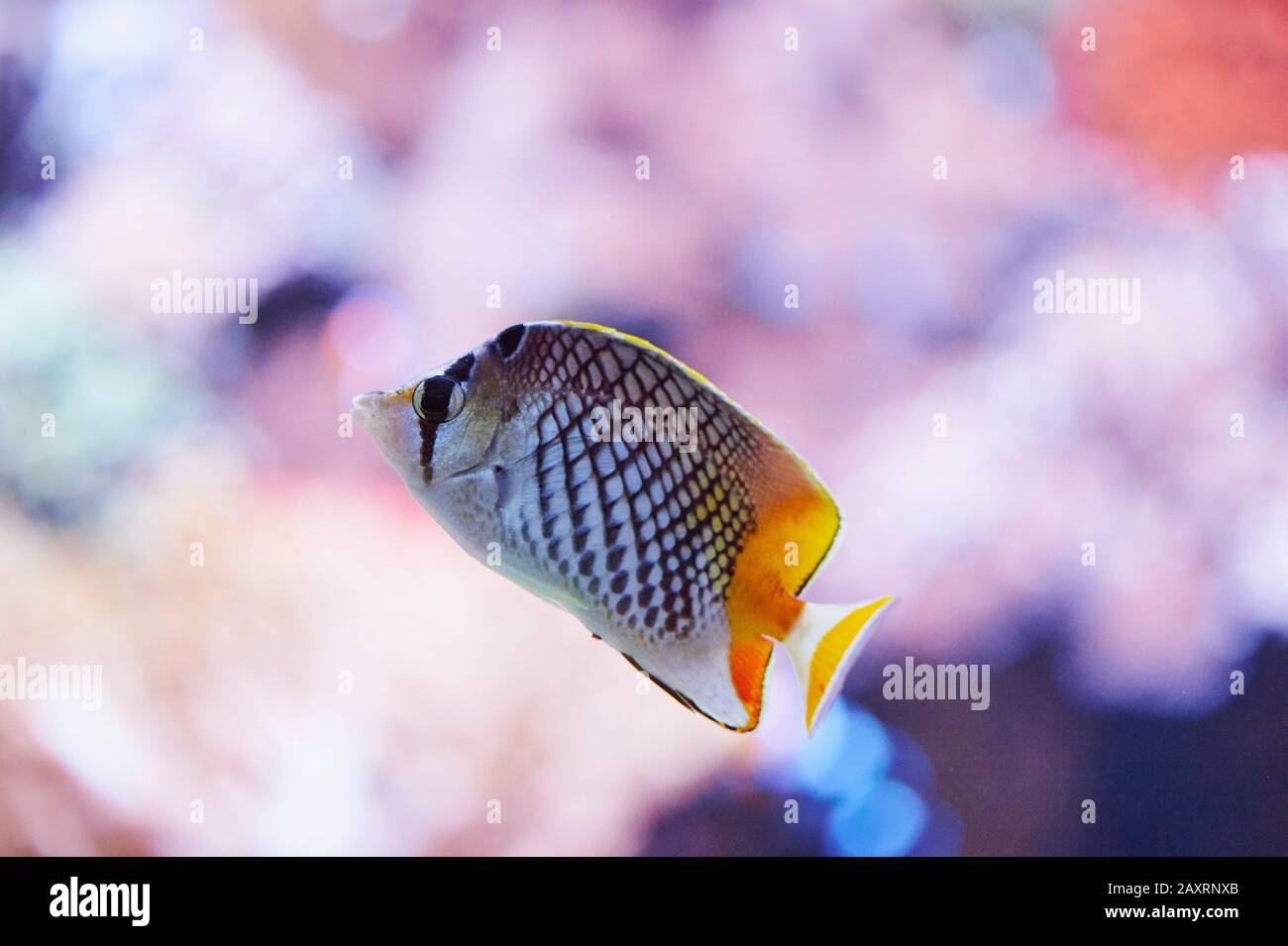 Pearlscale butterfly hi-res stock photography and images - Alamy