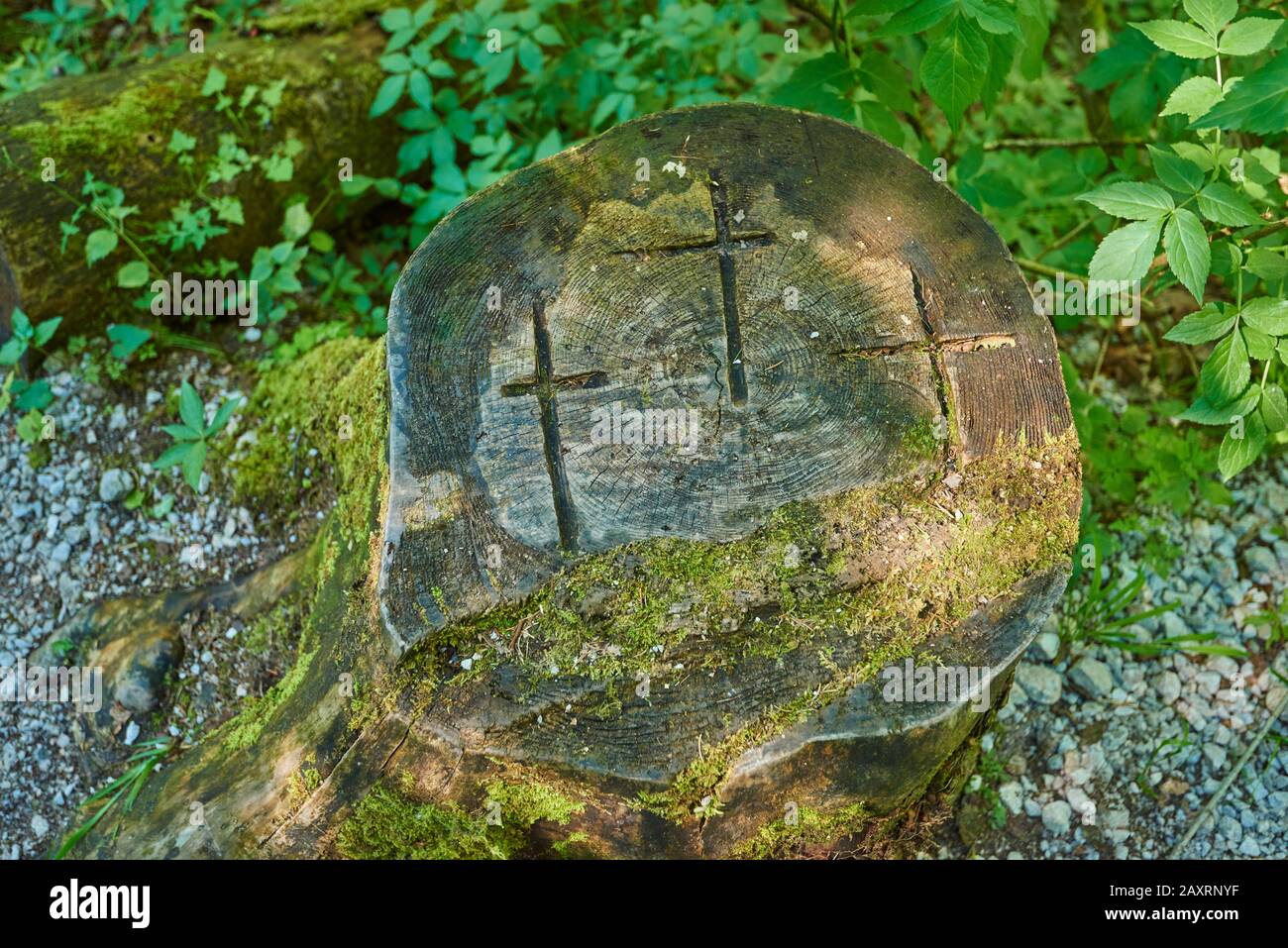 Crosses in a tree stump in the forest, Berchtesgadener Land, Bavaria ...