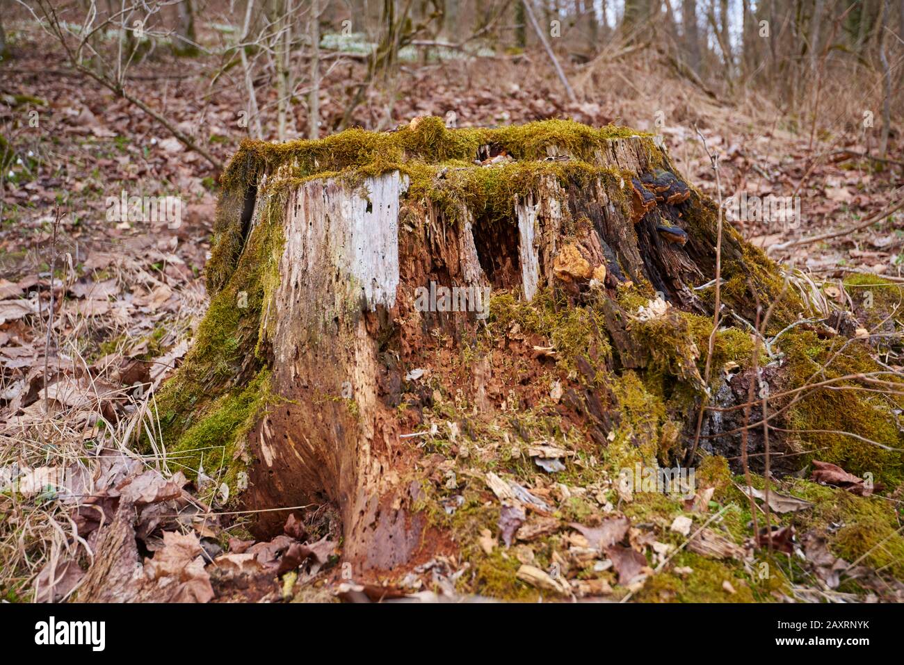 Spruce, Picea abies, tree stump, landscape, forest, winter Stock Photo ...