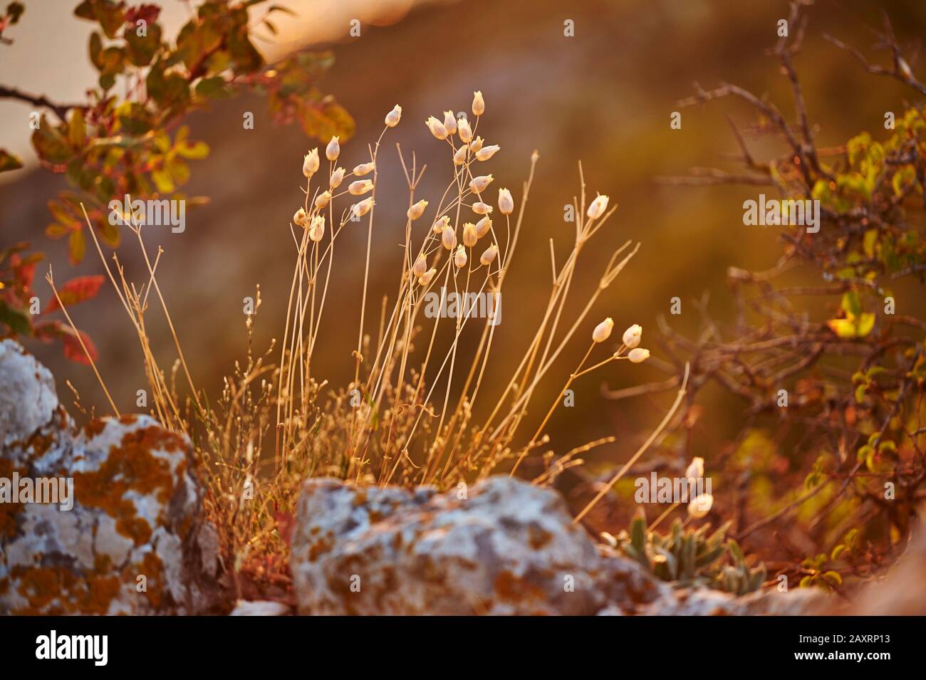 Bladder campion, Silene vulgaris, Seeds, Cres, Croatia Stock Photo - Alamy