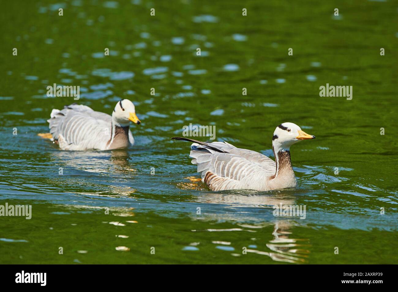 Bar-headed goose, Anser indicus, swimming, sideways Stock Photo - Alamy