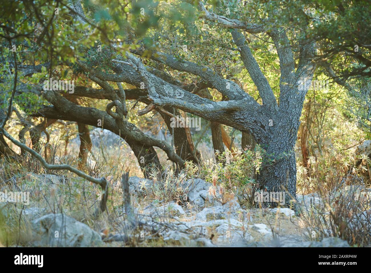 Landscape, shrubs, vegetation, Cres, Croatia, Europe Stock Photo - Alamy