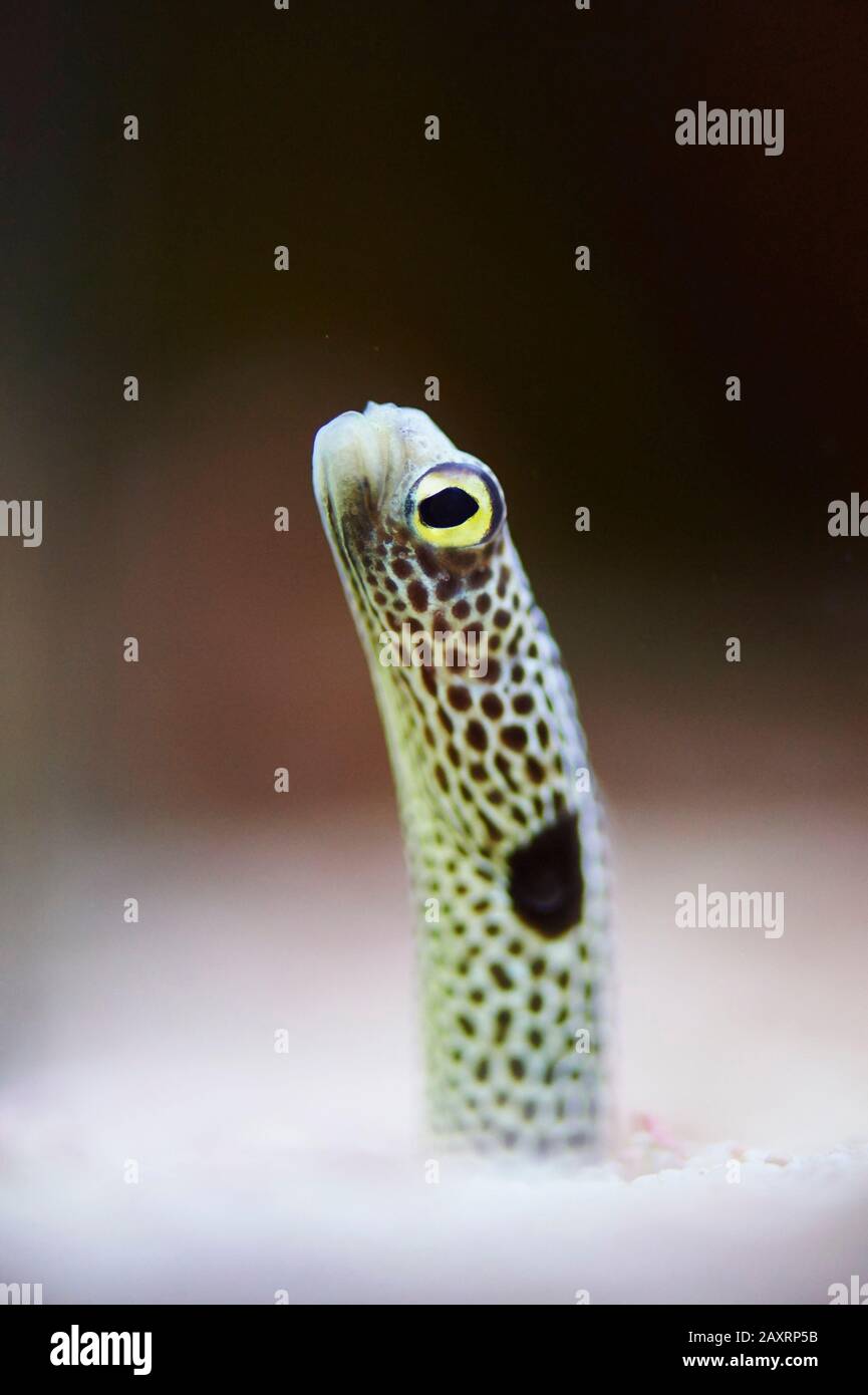 spotted garden eel (Heteroconger hassi), sidewards, standing Stock ...