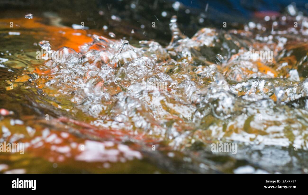 splash of water made by Koi Fish Stock Photo - Alamy