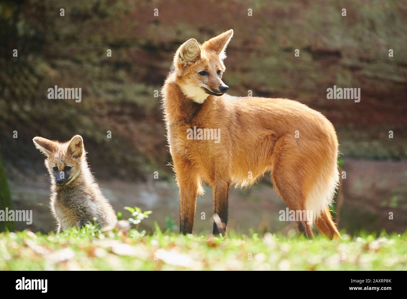 Wolf parents hi-res stock photography and images - Alamy
