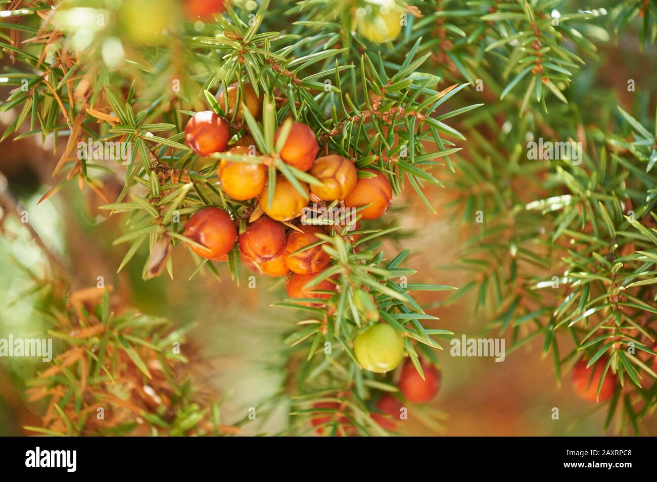 Common Juniper, Juniperus communis, fruits, mature, Cres, Croatia Stock ...