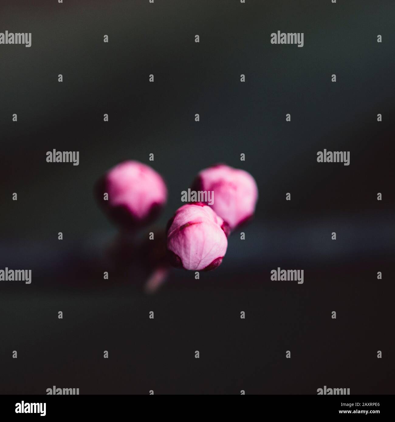 Buds of ornamental cherry, close-up, Prunus serrulata Stock Photo - Alamy