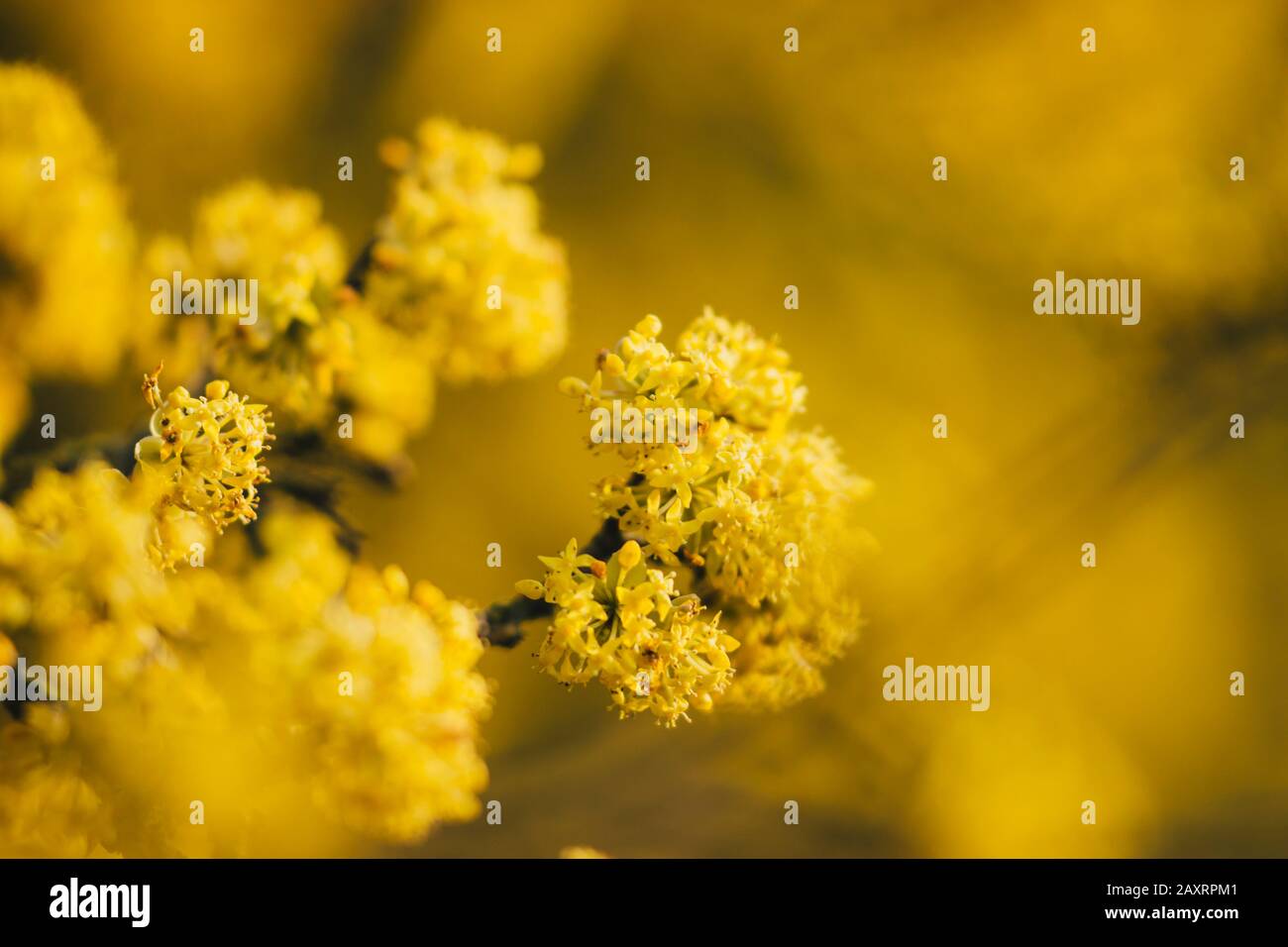 Blossoms of Cornus, Dogwood, Cornus mas, close-up Stock Photo - Alamy