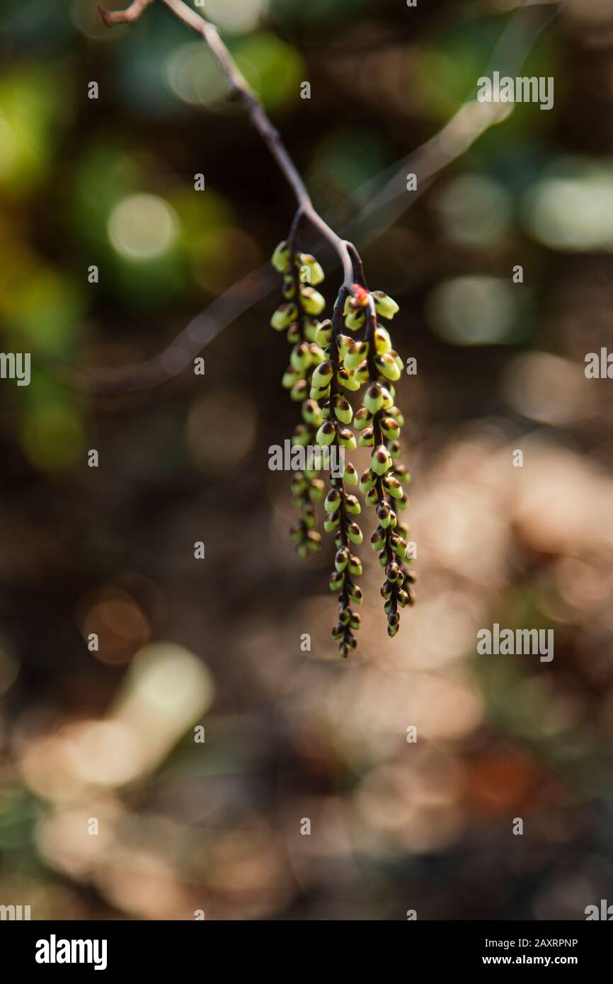 Hornbeam catkin hi-res stock photography and images - Alamy
