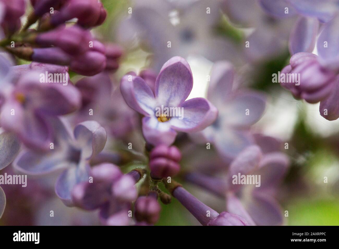 Purple lilac flower in hi-res stock photography and images - Alamy