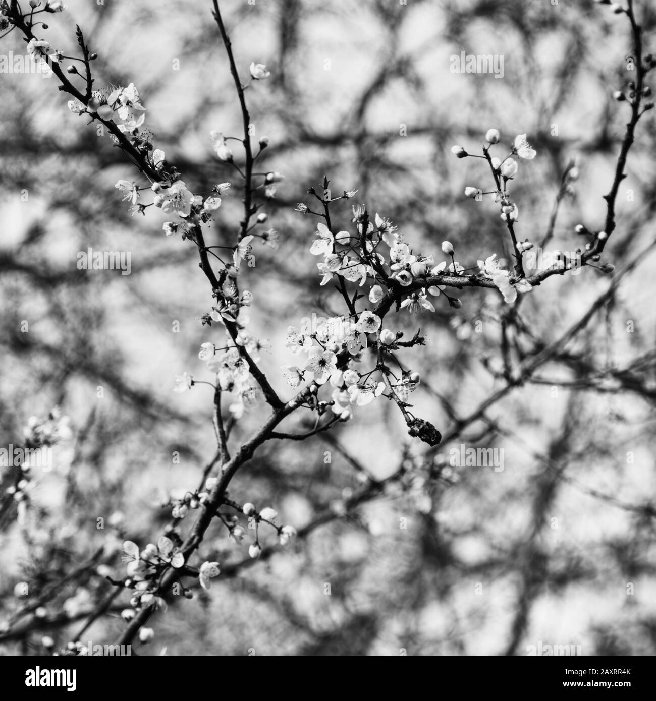 Area tree Black and White Stock Photos & Images - Alamy