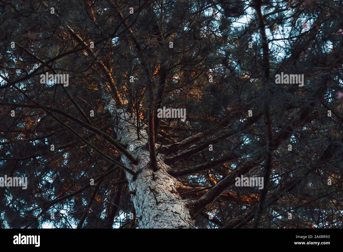 Conifer in sunset close hi-res stock photography and images - Alamy