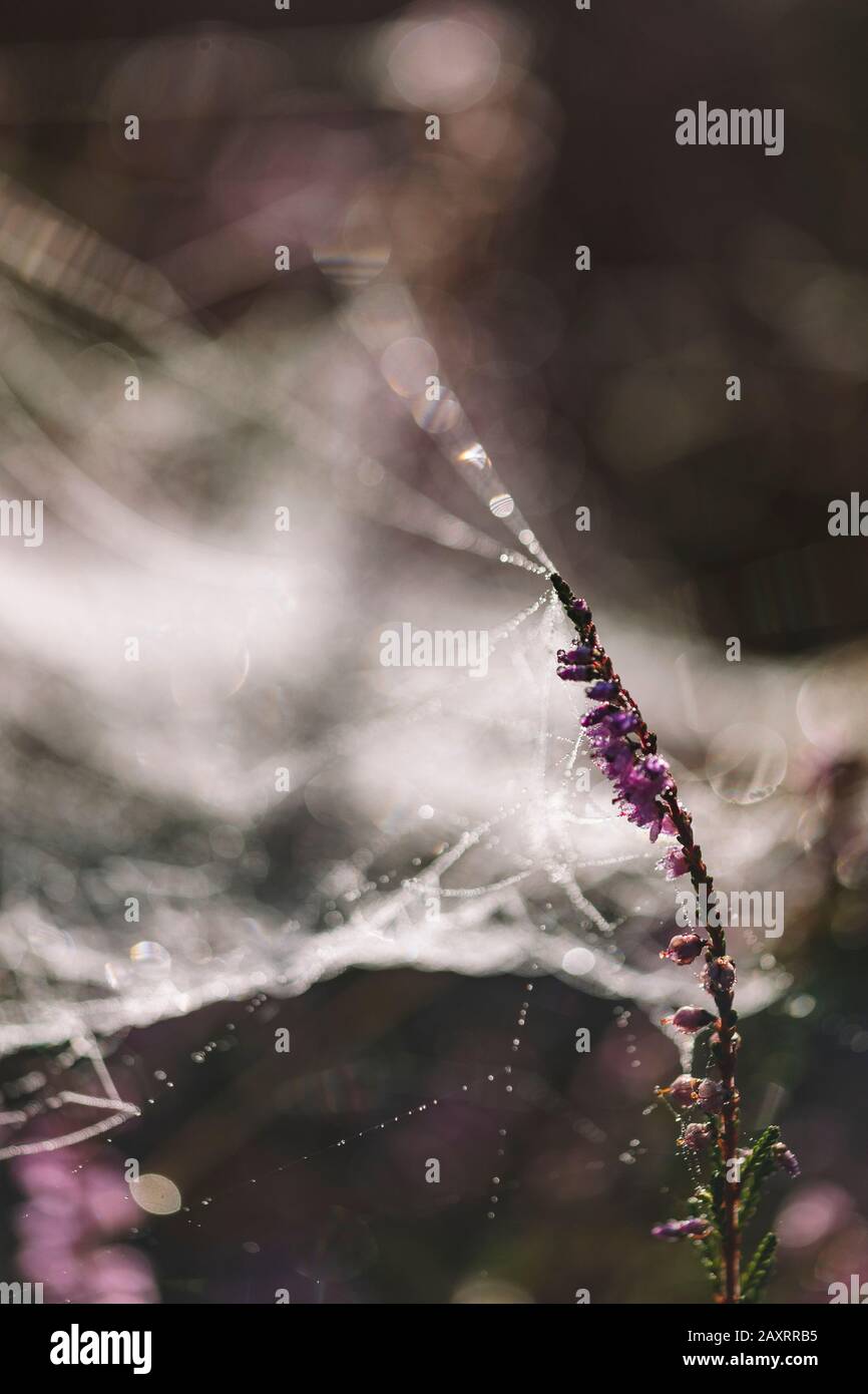 Full dew flower hi-res stock photography and images - Alamy