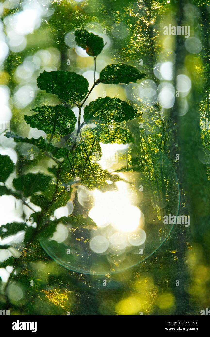 Different leaves in front of deciduous forest in backlight, composing ...