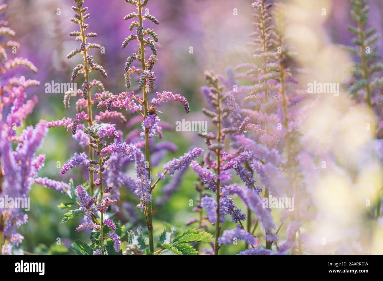 Flowering grasses, close-up Stock Photo - Alamy