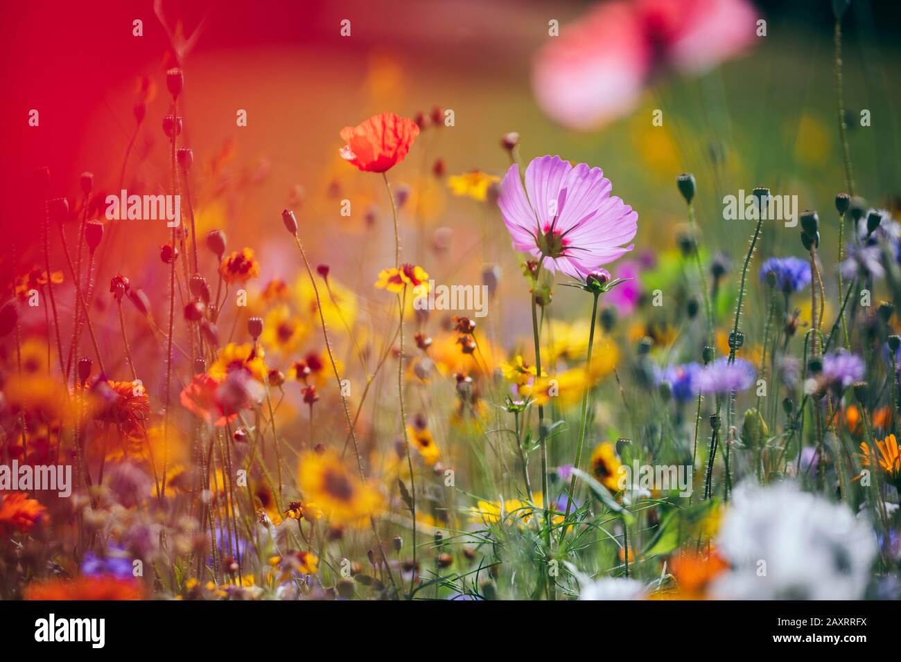 Colorful flower meadow, close-up Stock Photo - Alamy