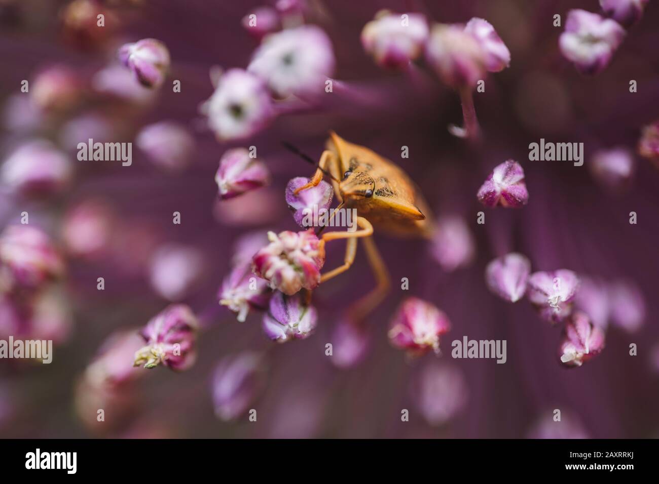 Purple brown flowers hi-res stock photography and images - Alamy