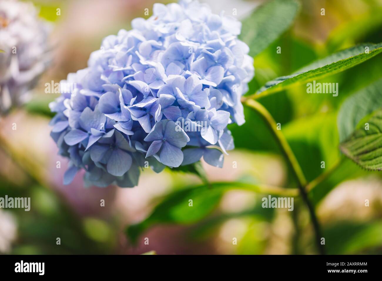 Blue hydrangea flowers hi-res stock photography and images - Alamy