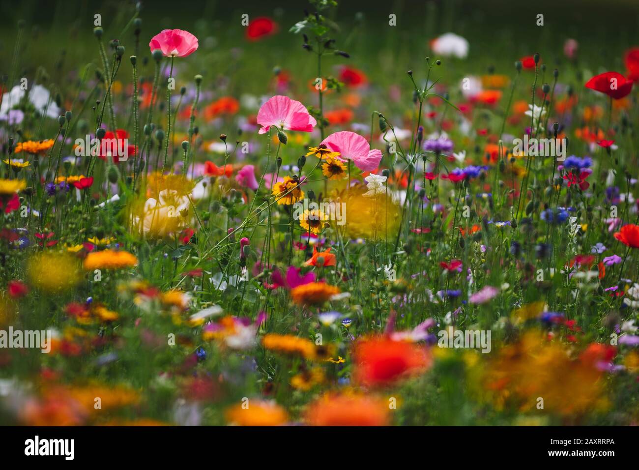 Summer flower meadow Stock Photo - Alamy
