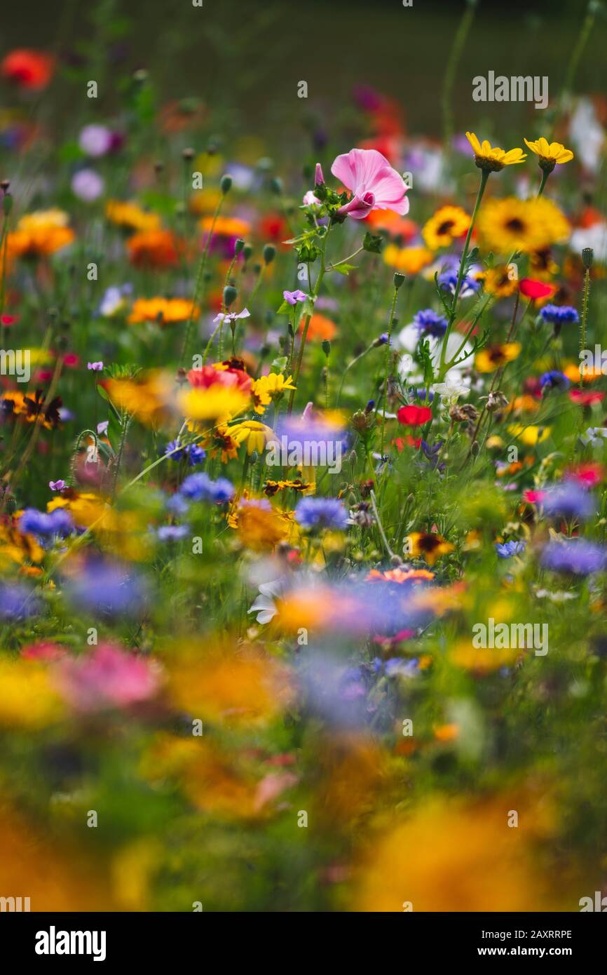 Summer flower meadow Stock Photo - Alamy
