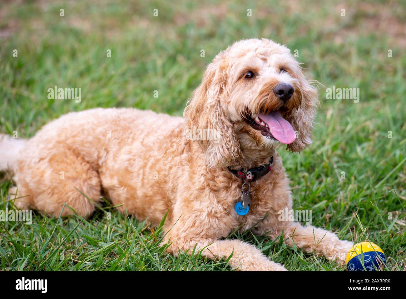 A Spoodle dog chases a ball in an Australian park Stock Photo - Alamy
