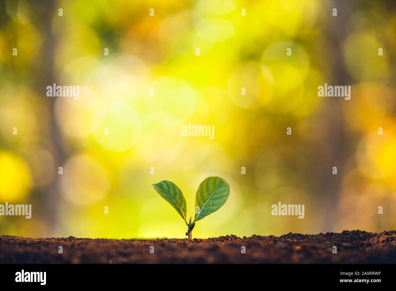 Planting trees - growing trees in a row and golden background Stock ...