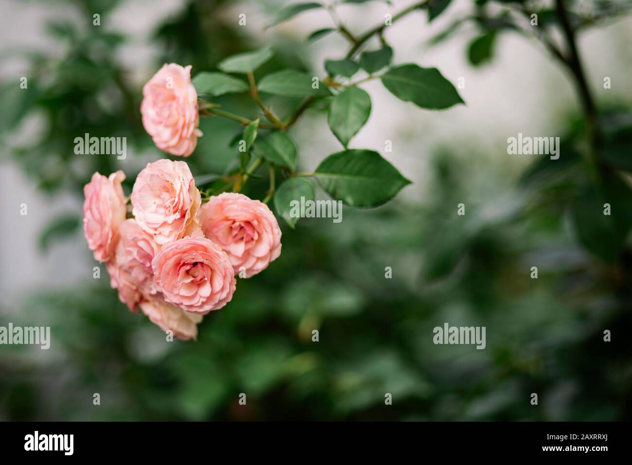 Quietness roses hi-res stock photography and images - Alamy