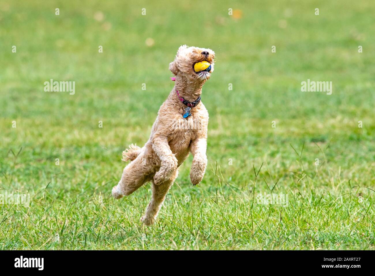 A Spoodle dog chases a ball in an Australian park Stock Photo - Alamy