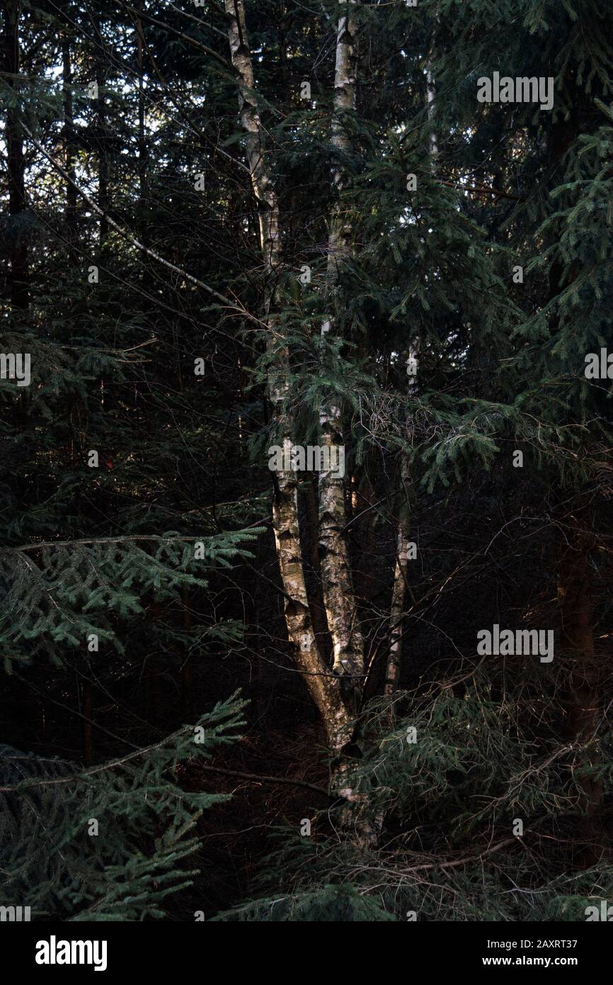 Autumn mood in the forest Stock Photo - Alamy