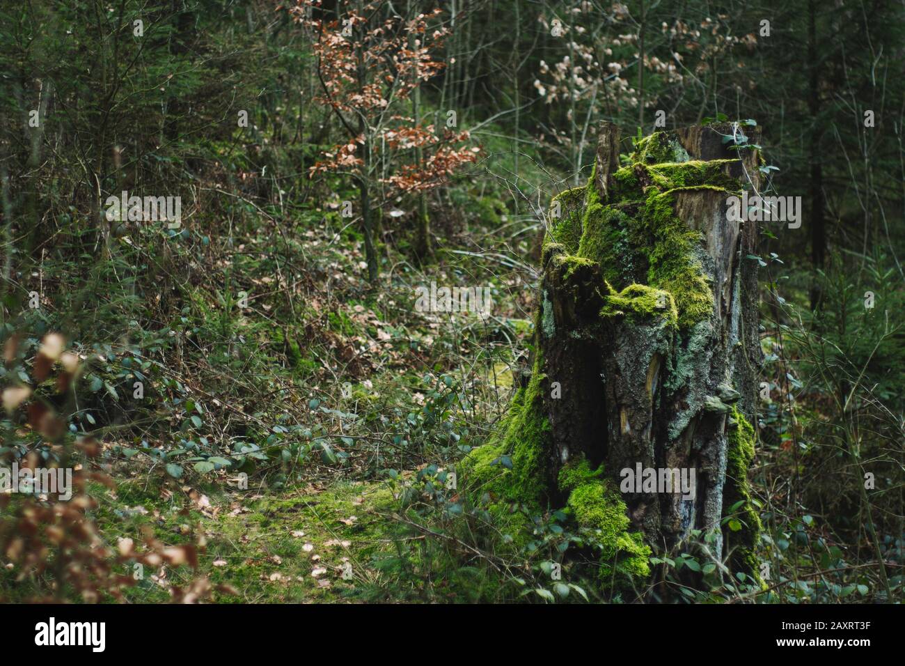 Autumn mood in the forest Stock Photo - Alamy