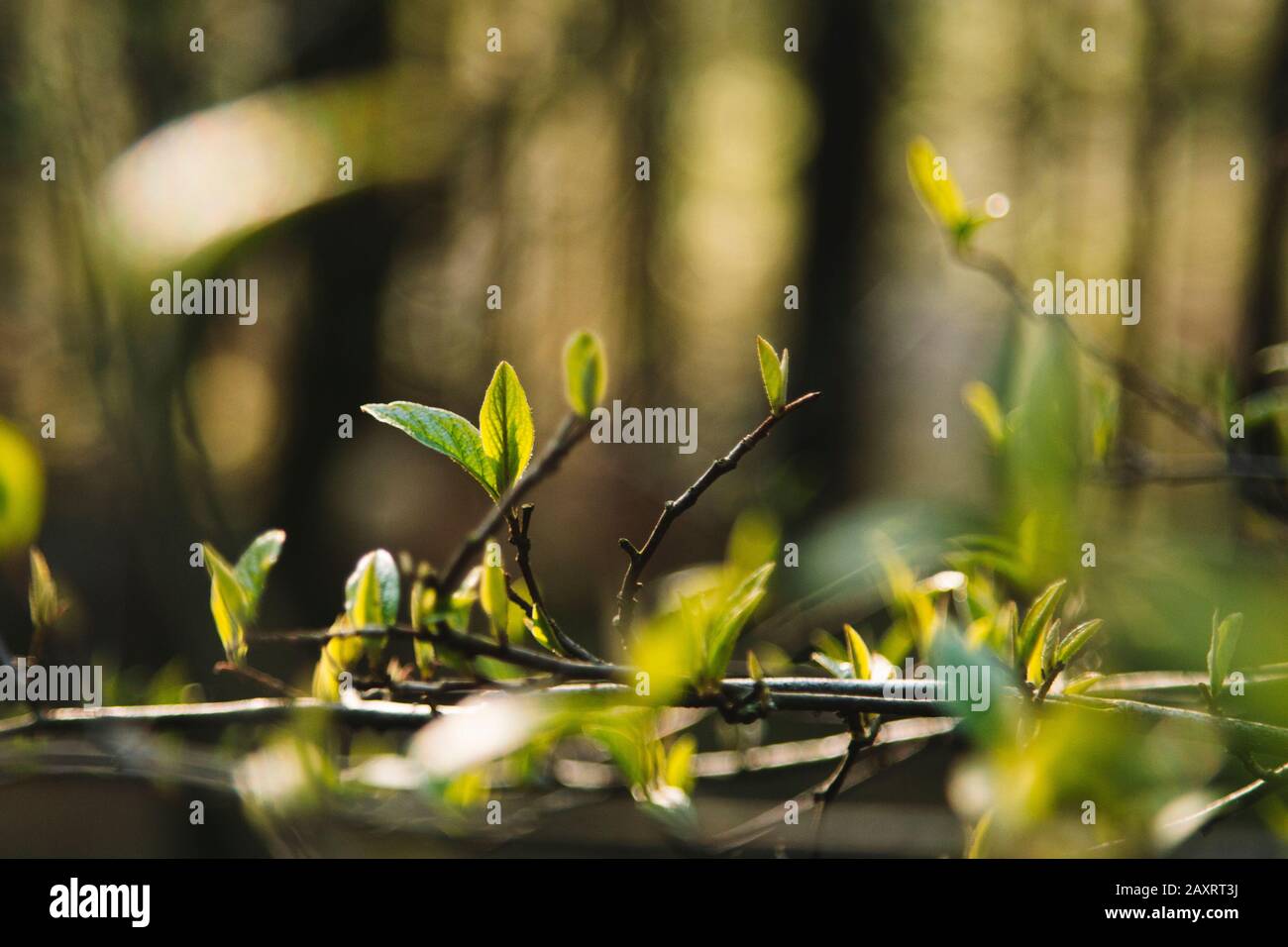 Tree leaves photo art hi-res stock photography and images - Alamy
