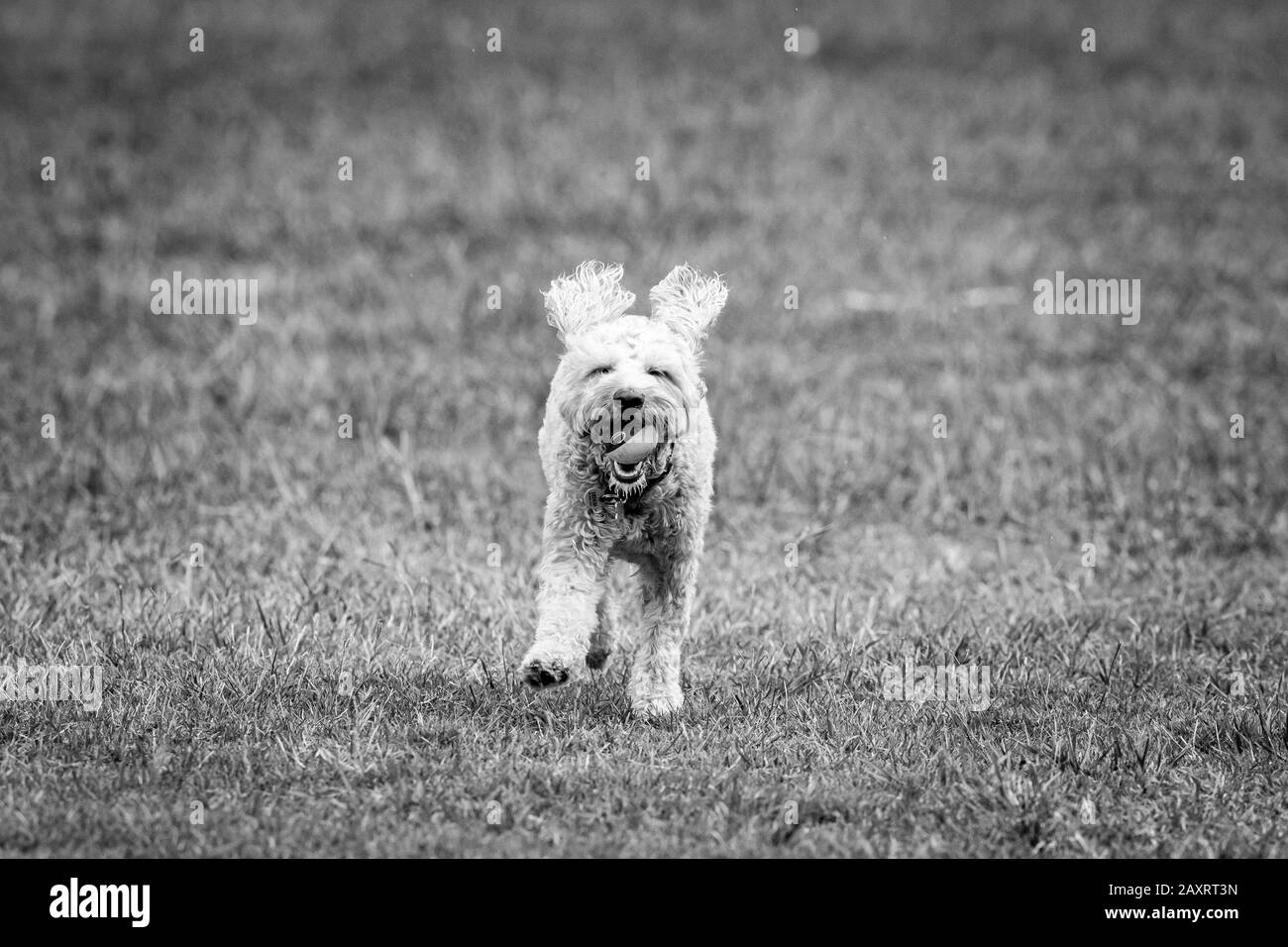 Cockapoo breed dog Black and White Stock Photos & Images - Alamy