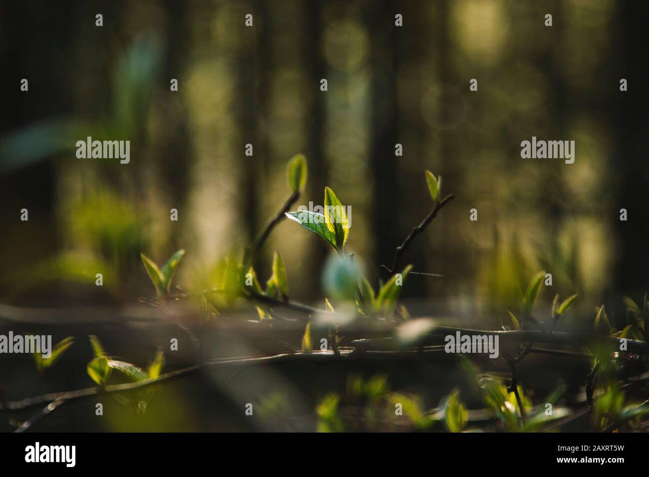 Young shoots of a deciduous tree, photo art, close-up Stock Photo - Alamy
