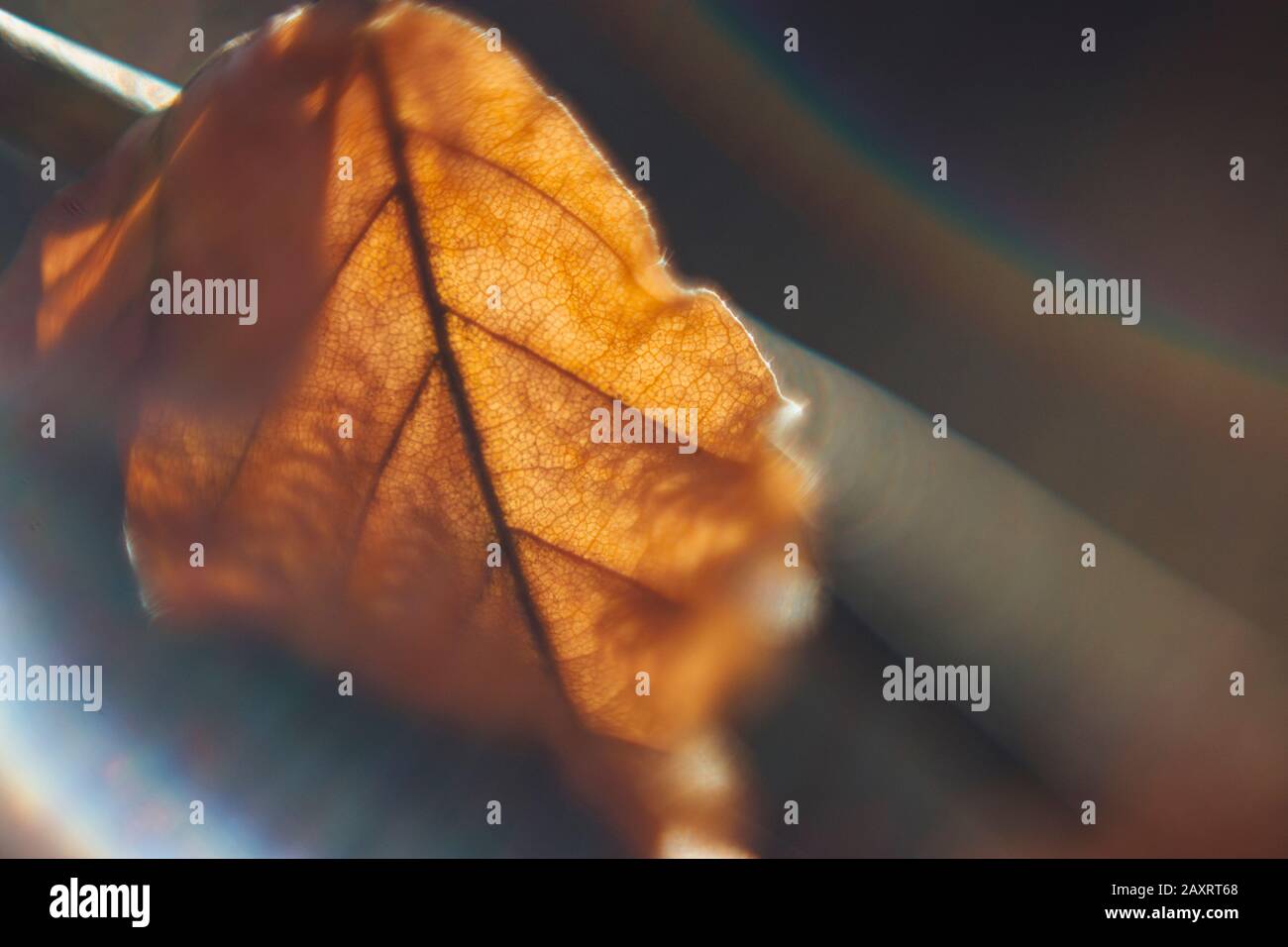 Autumn leaves, close-up Stock Photo - Alamy