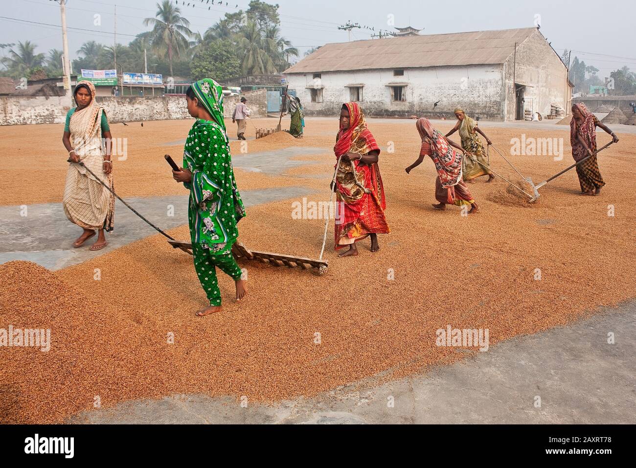 Bangladesh rice field hi-res stock photography and images - Alamy