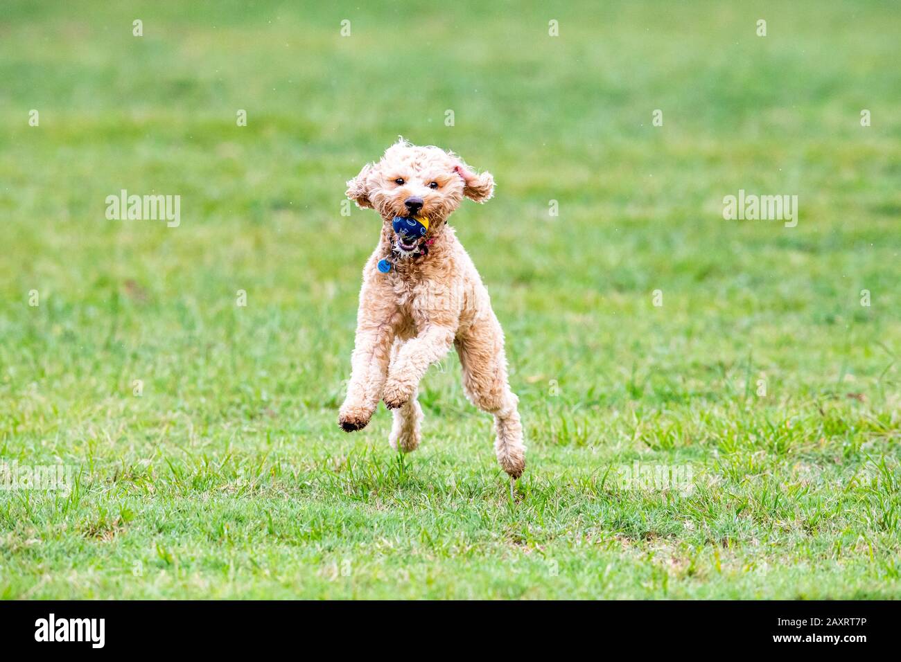Spoodle High Resolution Stock Photography and Images - Alamy