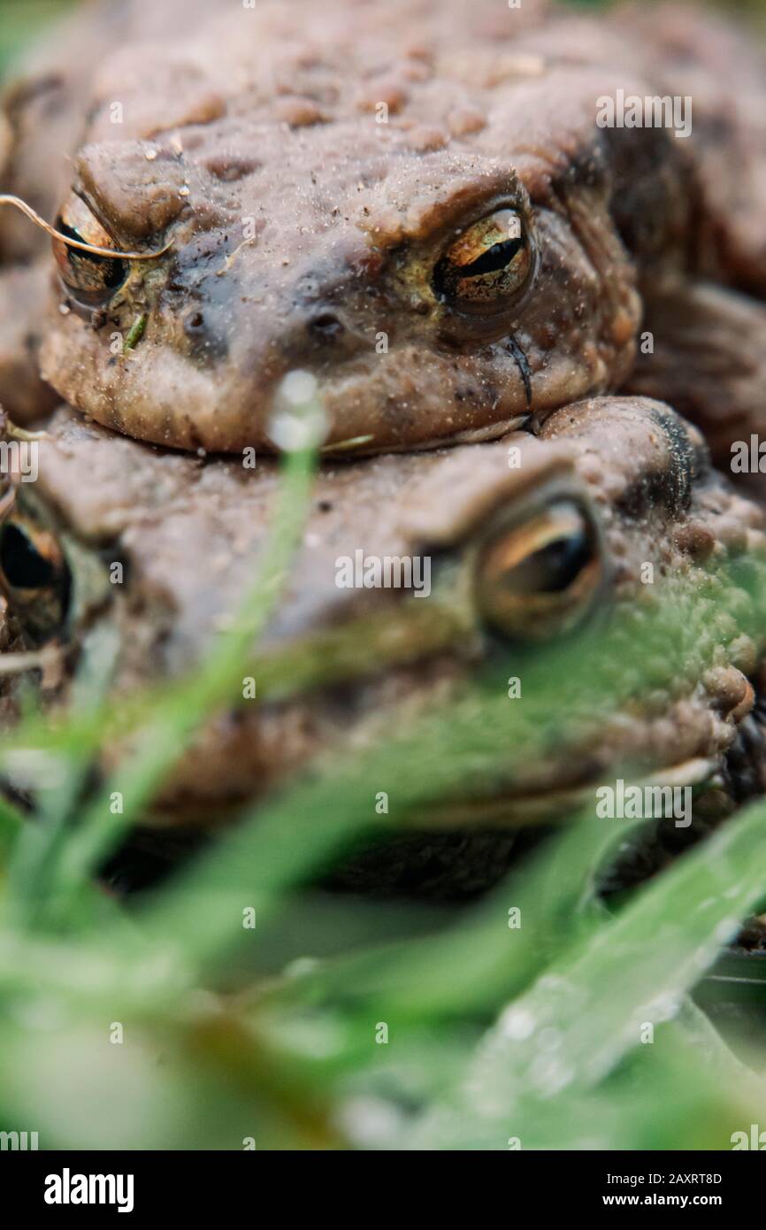 Two toads hi-res stock photography and images - Alamy