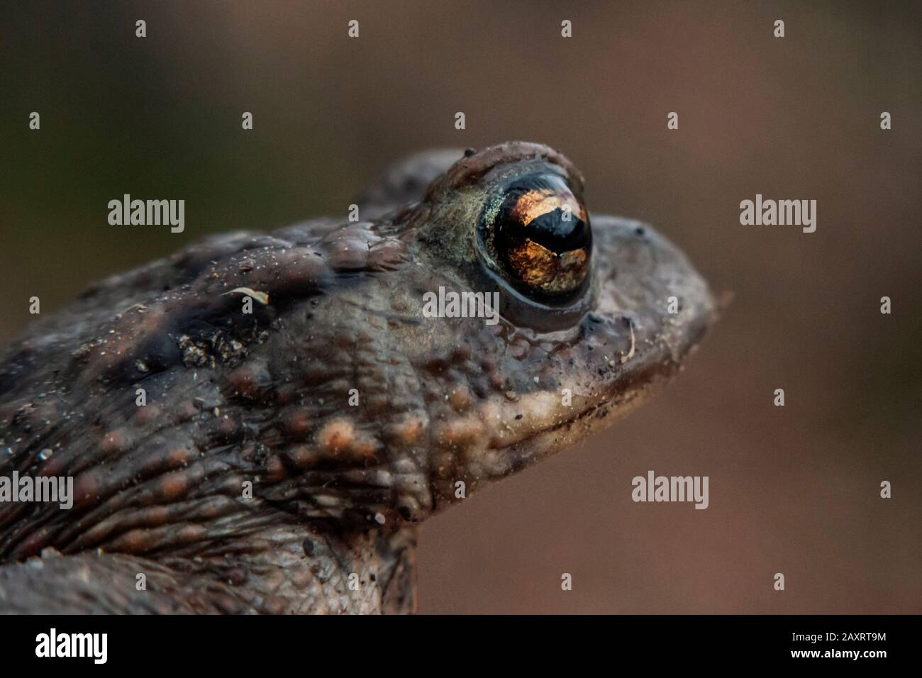 Toad from the side hi-res stock photography and images - Alamy