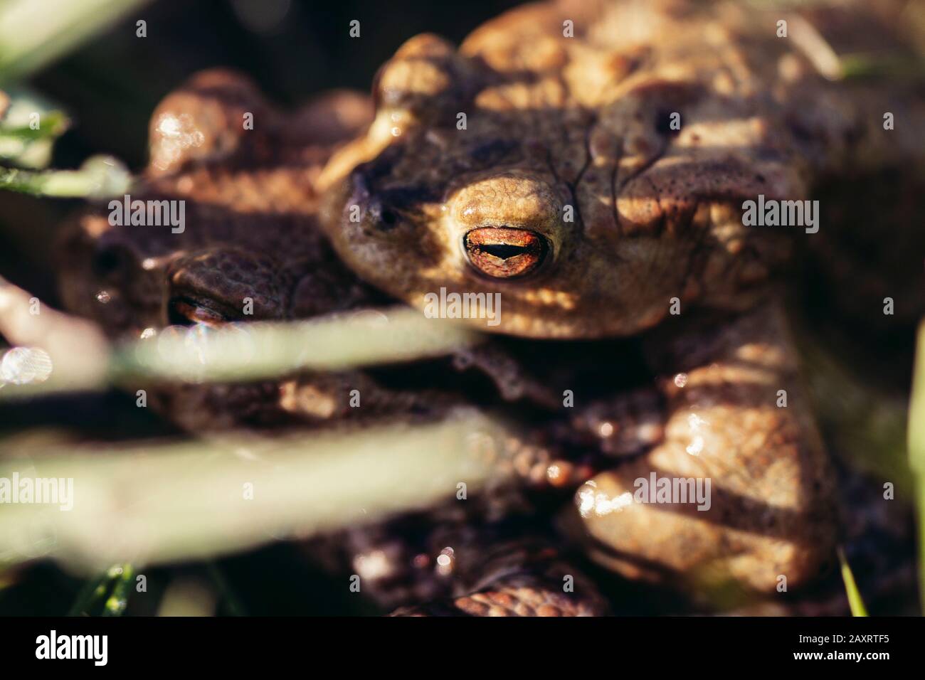 Two toads at mating, Bufonidae, close-up Stock Photo - Alamy