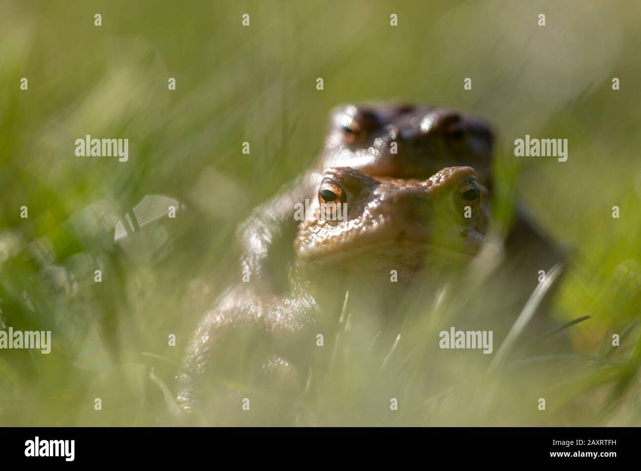 Two toads at mating, Bufonidae, close-up Stock Photo - Alamy