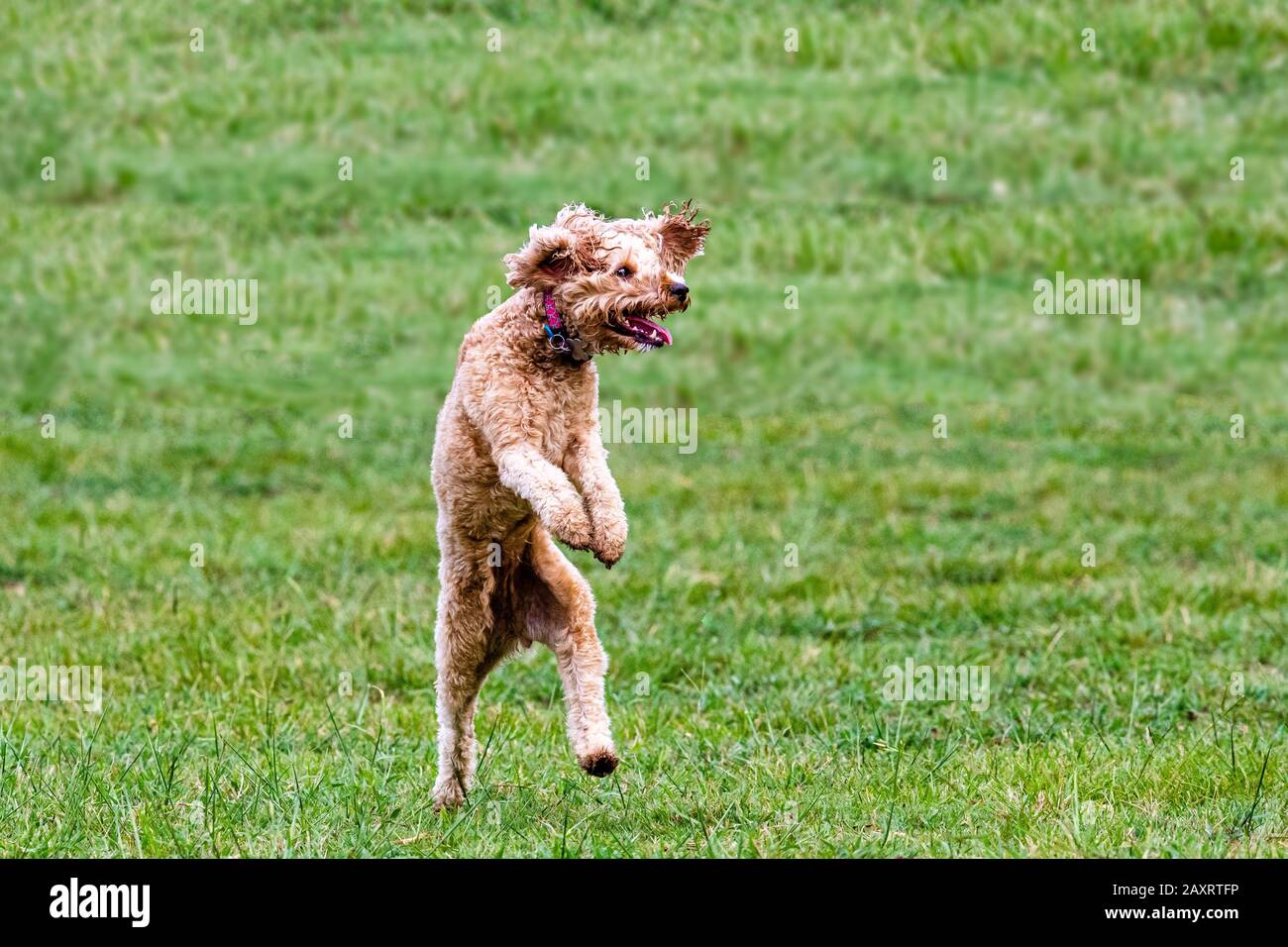 Dogs chasing a ball hi-res stock photography and images - Alamy