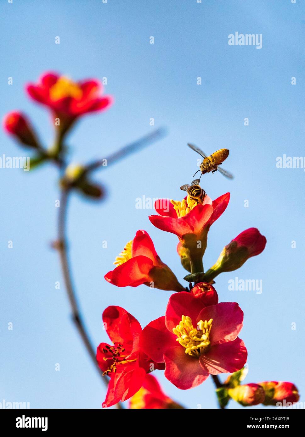Flying from flower hi-res stock photography and images - Alamy