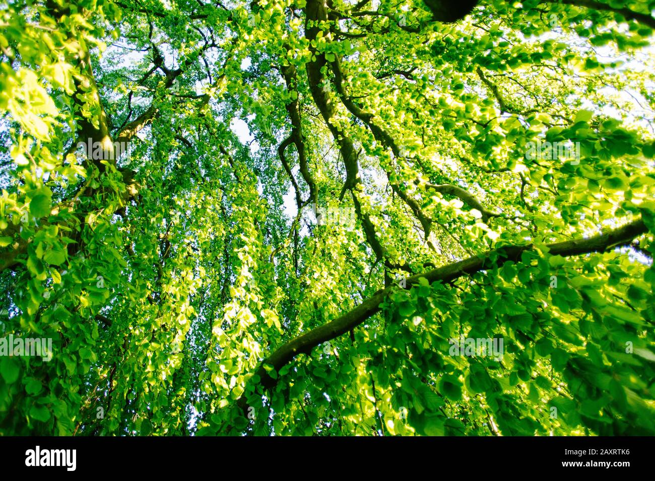 deciduous forest in spring Stock Photo - Alamy