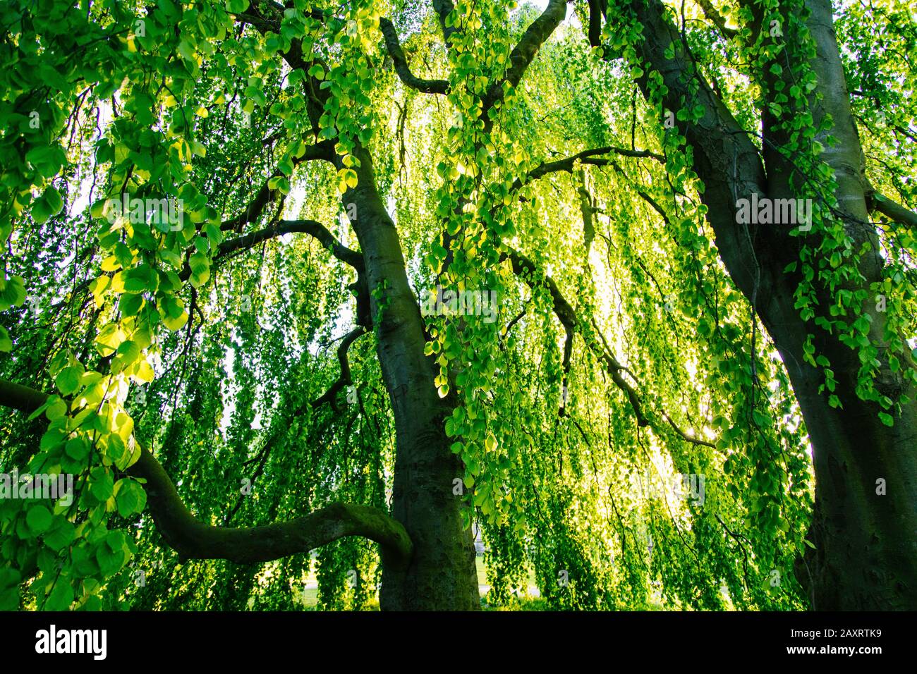 deciduous forest in spring Stock Photo - Alamy